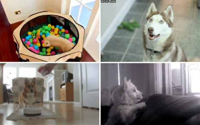 13 Ecstatic Dog GIFs - The Hollywood Gossip