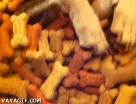 13 Ecstatic Dog GIFs - The Hollywood Gossip