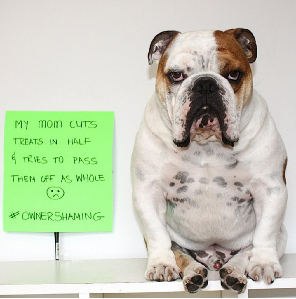 17 Bulldogs Who Are All About #OwnerShaming: They Smelt It AND Dealt It ...