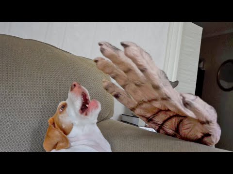 Beloved Beagle Staves Off Zombie Attack, Readies for Next Enemy - The ...