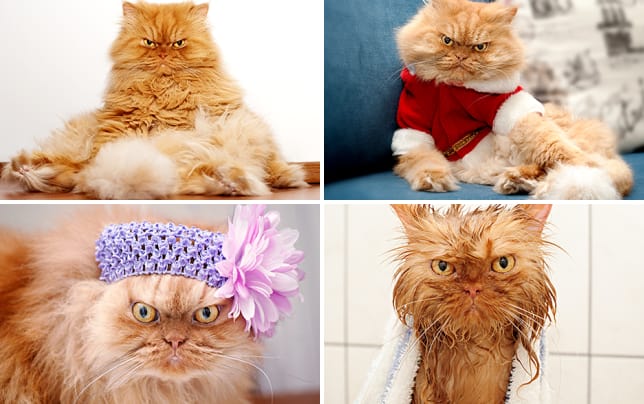 Meet Garfi the Grump Cat - The Hollywood Gossip