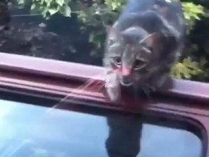 Cat Jumps Into Glass Window - The Hollywood Gossip