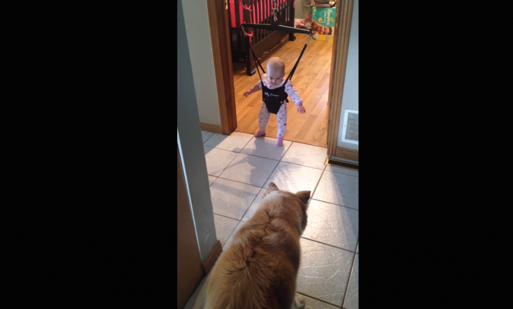 Dog Teaches Baby How to Jump in Cutest Video You'll See All Month - The ...