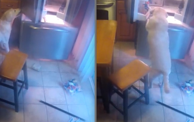 Smartest Dog Ever Learns How to Raid Refrigerator: Watch in Amazement ...