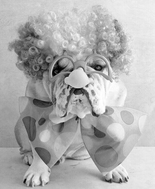 13 Dogs Who Are Dressed Like Clowns for Some Reason - The Hollywood Gossip