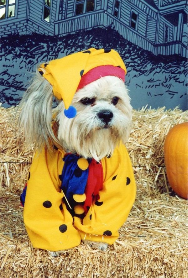 13 Dogs Who Are Dressed Like Clowns for Some Reason - The Hollywood Gossip