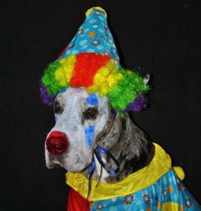 13 Dogs Who Are Dressed Like Clowns for Some Reason - The Hollywood Gossip