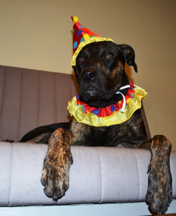 13 Dogs Who Are Dressed Like Clowns for Some Reason - The Hollywood Gossip