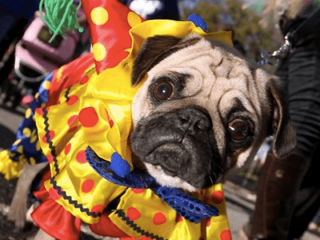 13 Dogs Who Are Dressed Like Clowns for Some Reason - The Hollywood Gossip