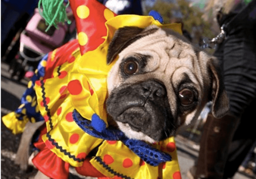 13 Dogs Who Are Dressed Like Clowns for Some Reason - The Hollywood Gossip