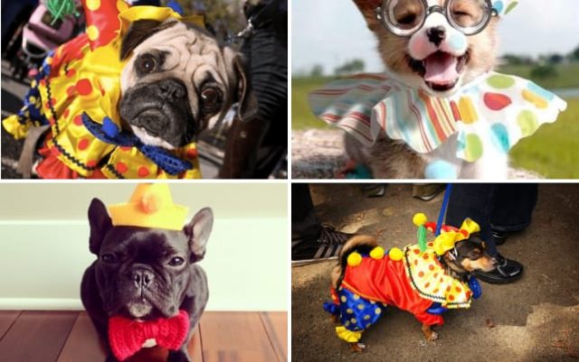 13 Dogs Who Are Dressed Like Clowns for Some Reason - The Hollywood Gossip