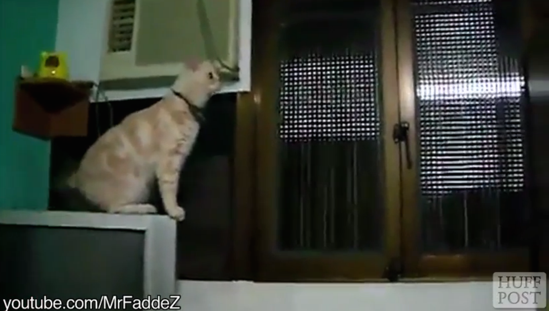 Hilarious Cat Fails: They Can't Jump! - The Hollywood Gossip