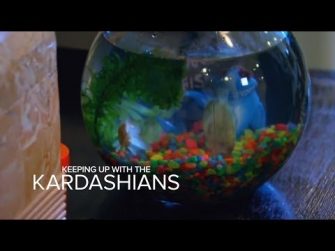 Flushing a Fish - The Hollywood Gossip