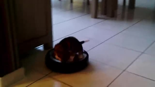 Puppy Rides Around on Roomba, Sort of Likes It - The Hollywood Gossip