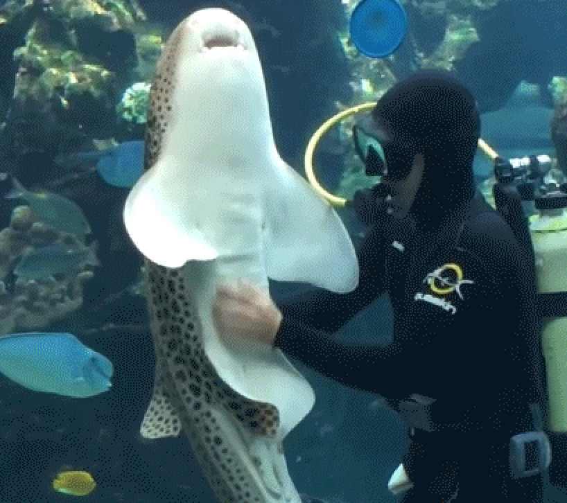 Shark Receives Belly Rub, Is In Heaven - The Hollywood Gossip
