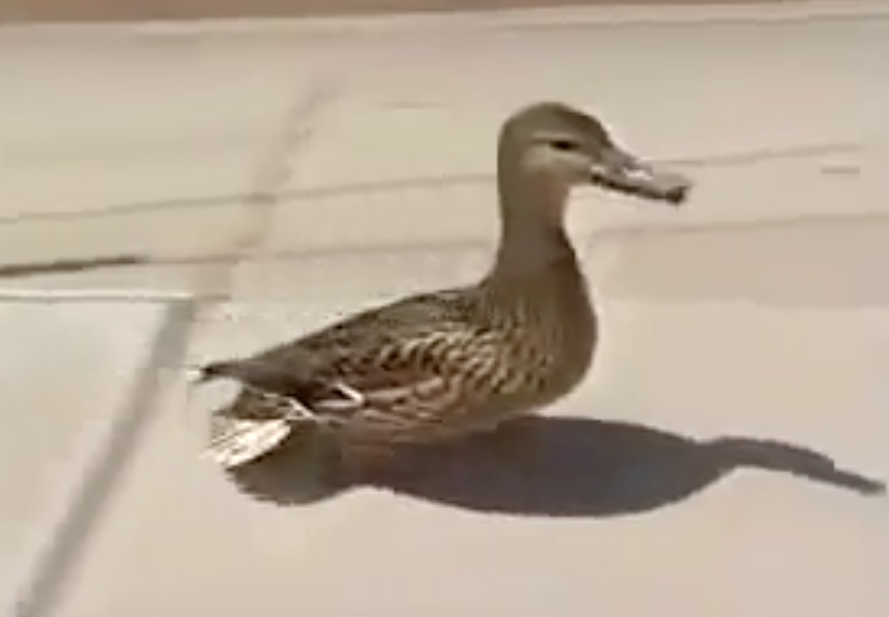 Mother Duck Panics Over Lost Children, Police Officer Comes to Rescue ...