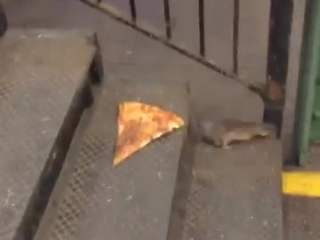 Rat Carries Pizza Through Subway Station, Sums Up Life in NYC - The ...