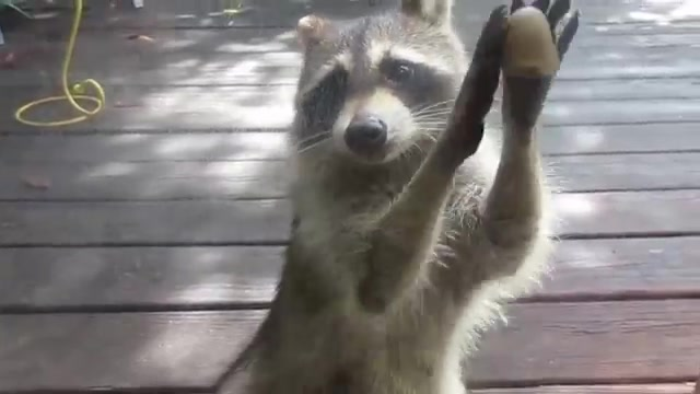 World's Most Polite Raccoon Would Just Like Some Cat Food - The ...