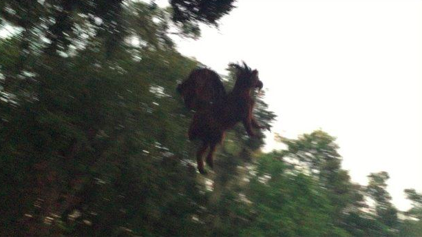 Jersey Devil: Does This Pic Prove It's Real?! - The Hollywood Gossip