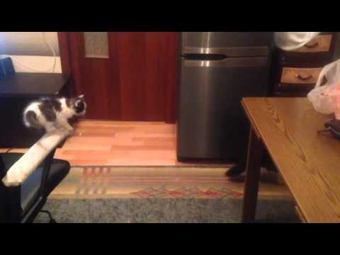 Persistent Cat Really Wants to Jump from Chair to Table - The Hollywood ...