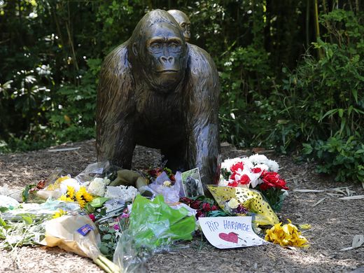 harambe image - The Hollywood Gossip