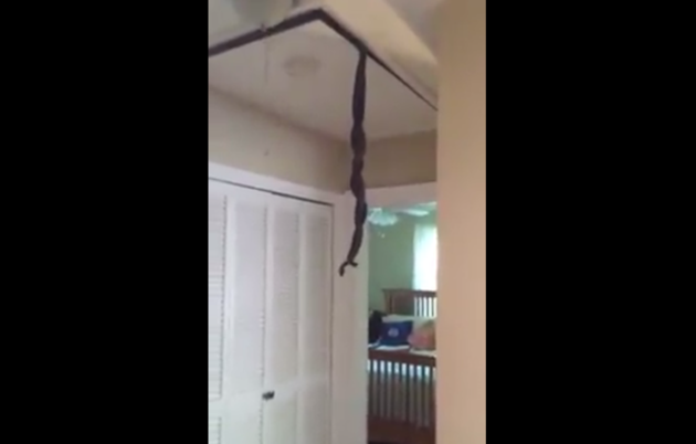 Man Finds Snakes Dangling from Ceiling, Doesn't Immediately Move for ...