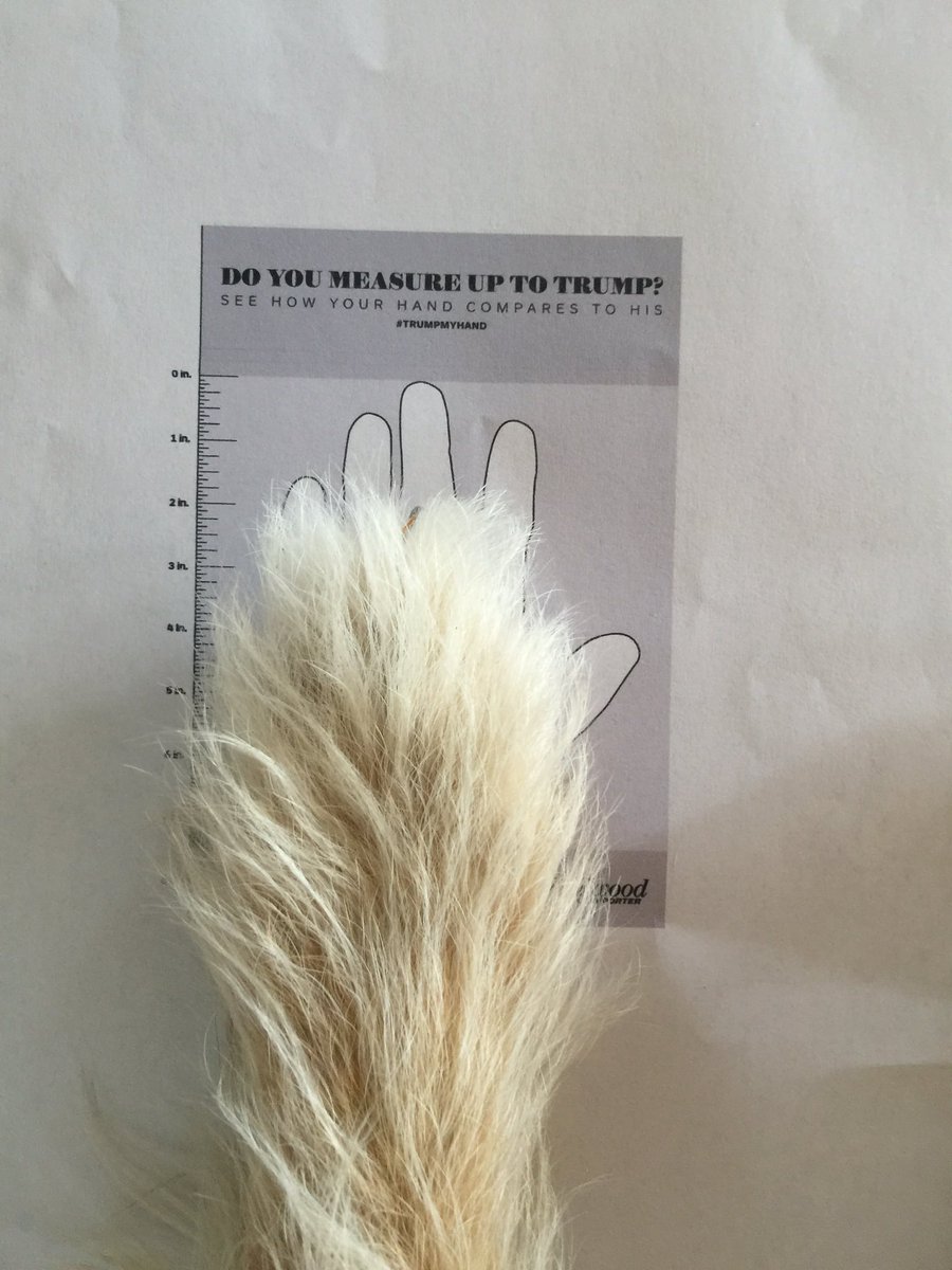 Trump My Hand: Find Out If Your Paws Measure Up to the Donald's! - The ...