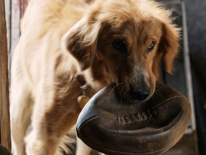 Dogs Archives - The Hollywood Gossip