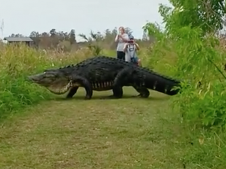 Enormous Alligator Wanders Around Florida, Goes Viral - The Hollywood ...