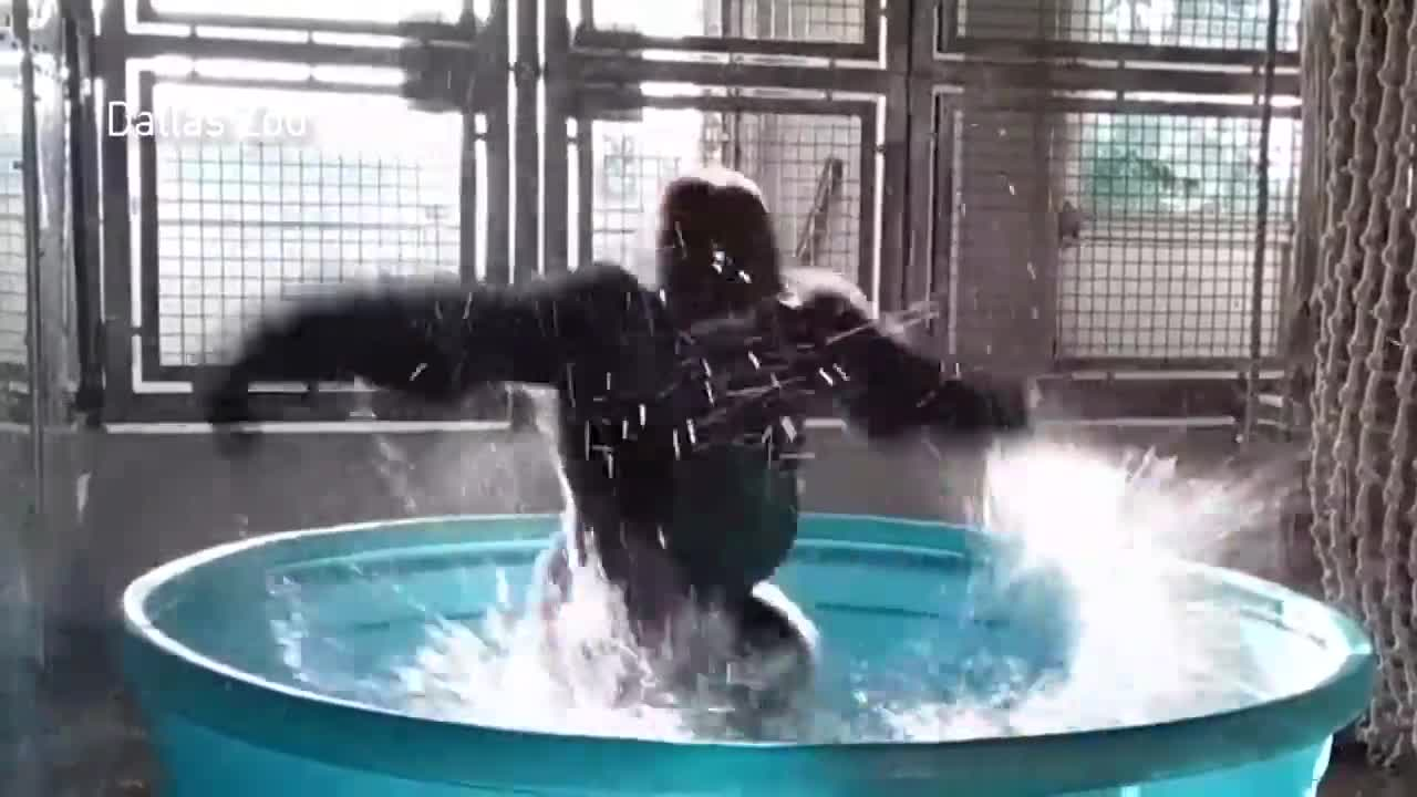 Gorilla Dances at Bathtime at the Dallas Zoo: Watch! - The Hollywood Gossip