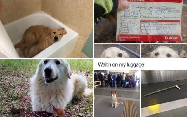 21 Precious Dog Memes That Will Turn Your Frown Upside Down - The ...