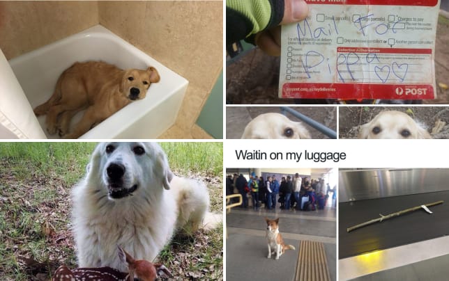 21 Precious Dog Memes That Will Turn Your Frown Upside Down - The ...