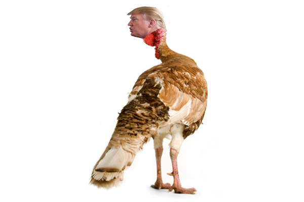 Turkey Trump - The Hollywood Gossip
