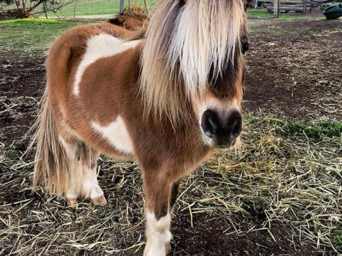 miniature pony 02 - The Hollywood Gossip