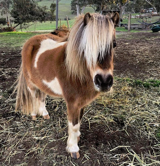 miniature pony 01 - The Hollywood Gossip