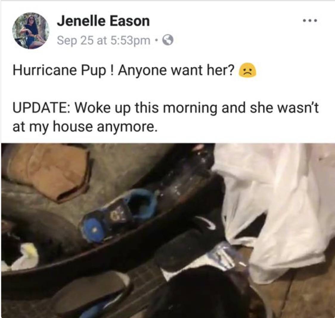 Jenelle Evans: Did She STEAL A DOG In the Aftermath of Hurricane ...