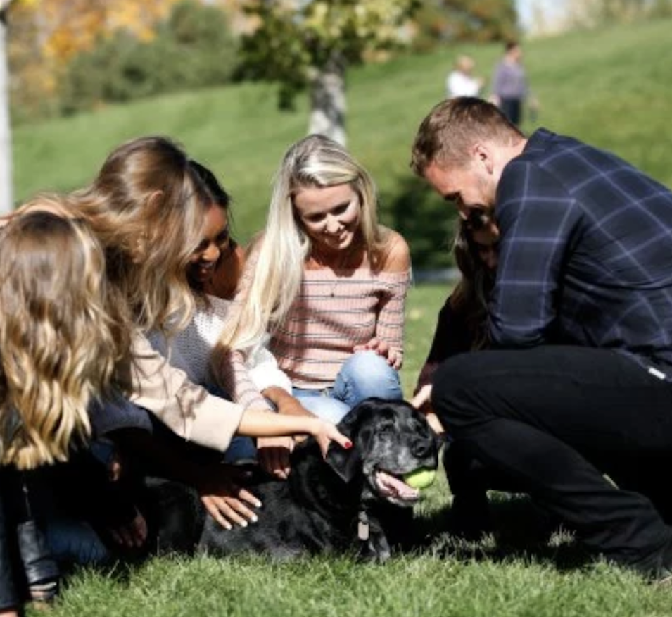 Dog Date - The Hollywood Gossip