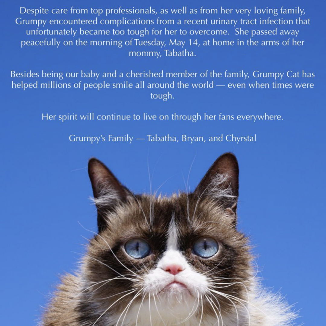 Grumpy Cat Dies; Cantakerous Feline & Internet Icon Was 7 - The ...