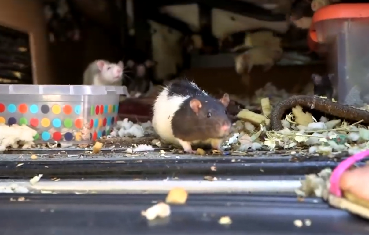 San Diego Woman Found Living in Van With Over 300 Pet Rats - The ...